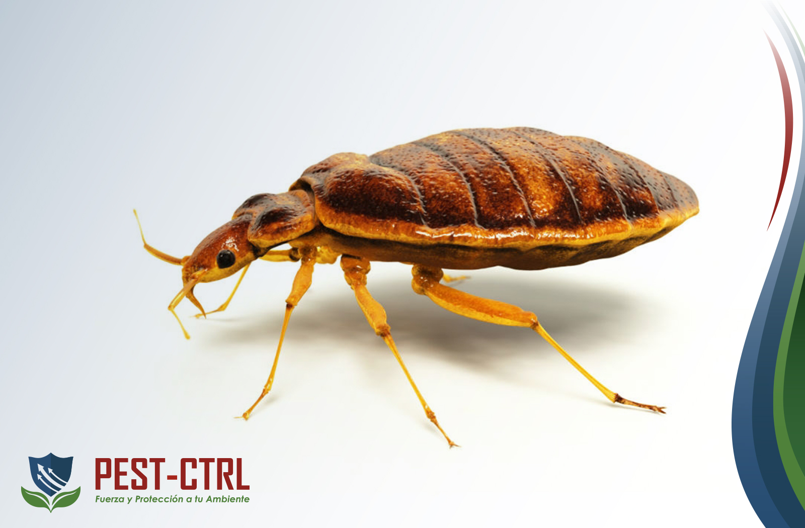 PEST-CTRL | INSECTOS