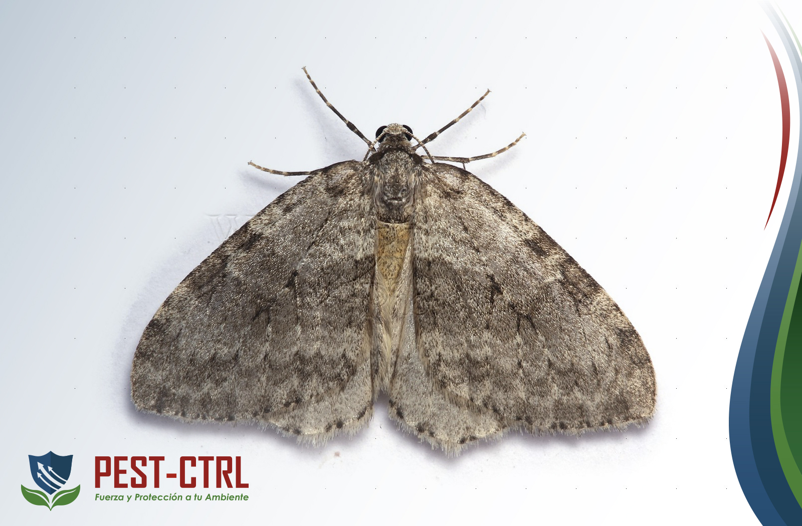 PEST-CTRL | INSECTOS